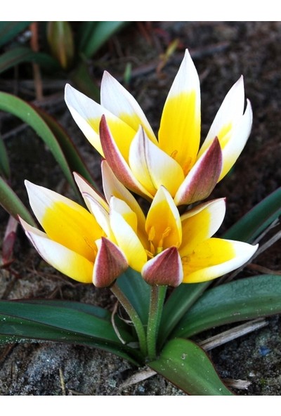 Nandina Botanik 4 Adet Tulıp Dasystemon Tarda Hollanda Lale Soğanı-Allı Sarı