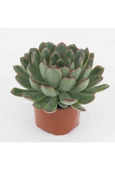 Lala Ahmet Botanik Echeveria Pulidonis, Sukkulent, Kaktus, Kaktüs, Teraryum, Teraryum 5,5 cm Saksıda