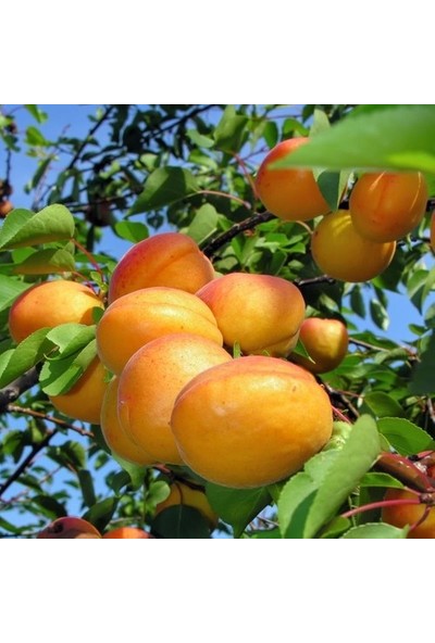 Akcaalan 3 Yaş Aşılı Şekerpare Kayısı Fidanı