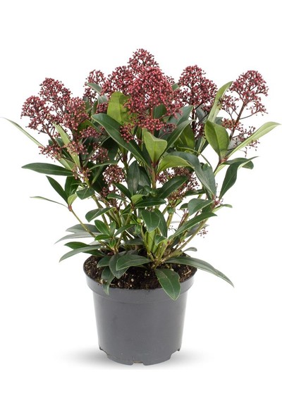 Sff Moda Skimmia Japonica Rubella (Ithal) 15CM Ø - Dış Mekan Çiçekli Bitki