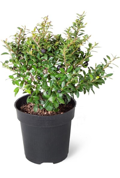Sff Moda Ilex Crenata Green Glory (Ithal) 9cm Ø Boy: 23 - Dış Mekan Çiçekli Bitki