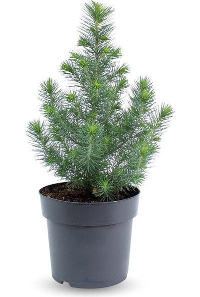 Sff Moda Pinus Silver Crest (Ithal) 17CM Ø Boy: 45 - Yeşil Bitki Sff Moda Pinus Silver Crest (Ithal) 17CM Ø Boy: 45 - Yeşil Bitki