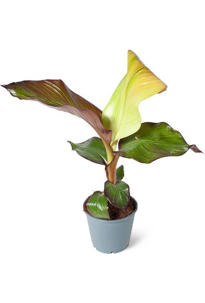 Sff Moda Ensete Ventricosum Maurelli 14CM Ø - Yeşil Bitki Sff Moda Ensete Ventricosum Maurelli 14CM Ø - Yeşil Bitki