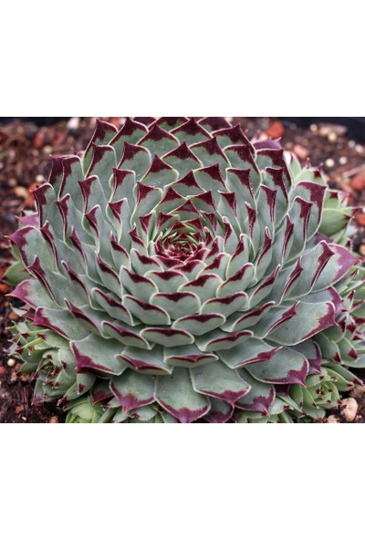 Sukulent,sempervivum Tectorum-Soğuğa Dayanıklı Tür-5,5 cm Saksıda Sukulent,sempervivum Tectorum-Soğuğa Dayanıklı Tür-5,5 cm Saksıda