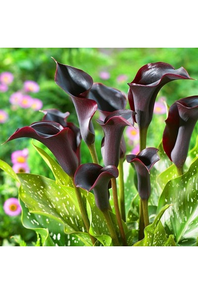 2 Adet Gala Çiçek Soğanı-Bordo