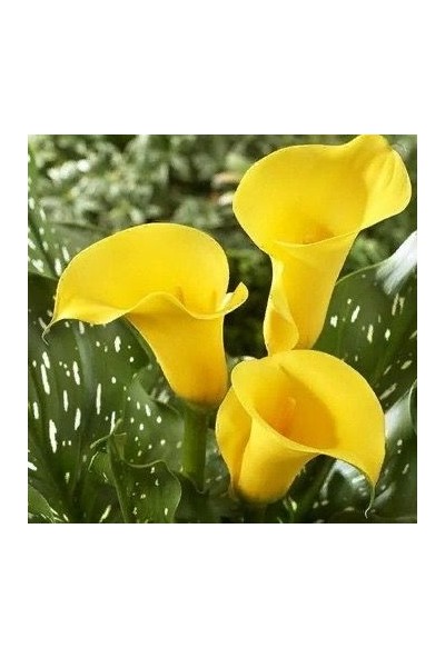 Nandina Botanik 2 Adet Gala Çiçek Soğanı-Sarı