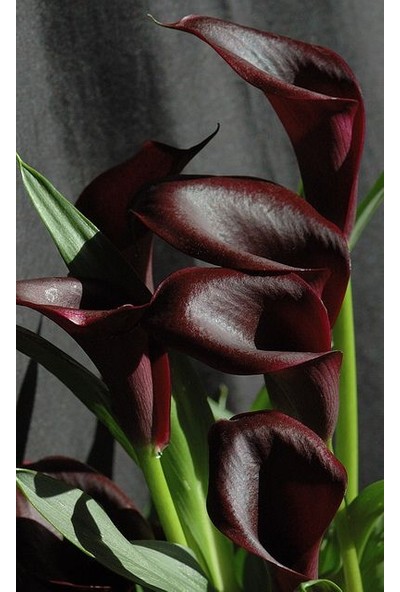 Nandina Botanik 2 Adet Gala Çiçek Soğanı-Kadife Bordo