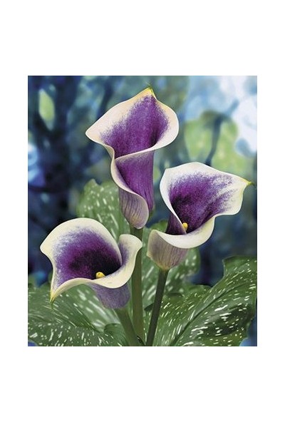Nandina Botanik 2 Adet Gala Çiçeği Soğanı-Ebruli Mor Nandina Botanik 2 Adet Gala Çiçeği Soğanı-Ebruli Mor