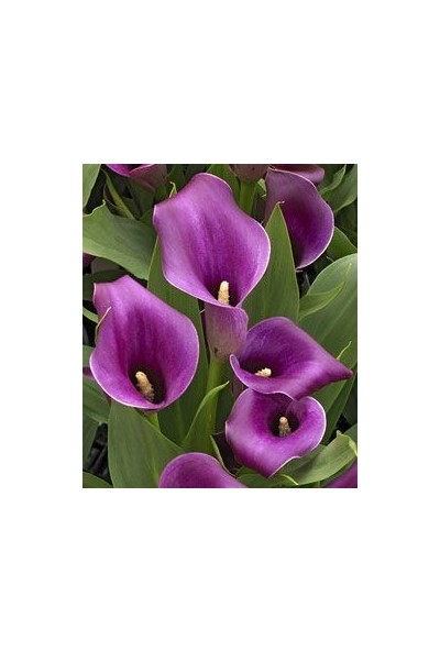 Nandina Botanik 2 Adet Gala Çiçeği Soğanı-Mor