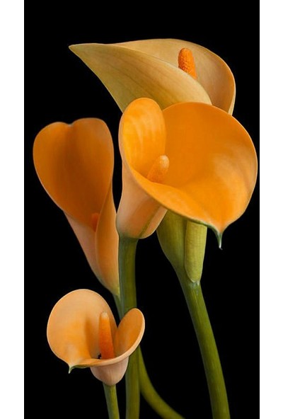 Nandina Botanik 2 Adet Gala Çiçeği Soğanı-Kavuniçi