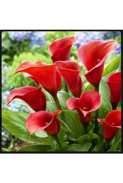 Nandina Botanik 2 Adet Gala Çiçeği Soğanı-Kırmızı