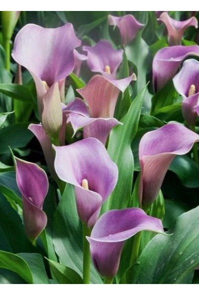 Nandina Botanik 2 Adet Gala Çiçeği Soğanı-Lila