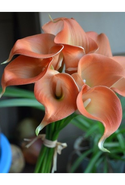 2 Adet Gala Çiçeği Soğanı-Mercan Rengi