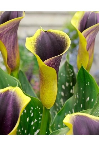 Nandina Botanik 2 Adet Gala Çiçeği Soğanı-Gölgeli Sarı