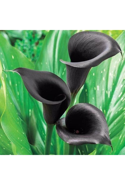 Nandina Botanik 2 Adet Gala Çiçeği Soğanı-Siyah