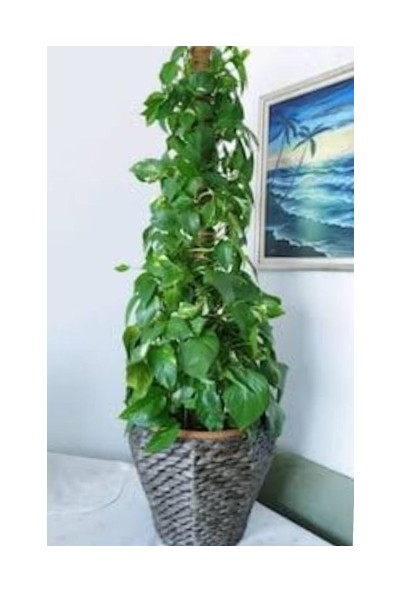 Bilen Bitki Destek Çubuğu Yosun Dekorlu 150CM Bilen Bitki Destek Çubuğu Yosun Dekorlu 150CM