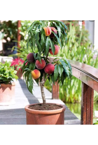 2'li Şeftali ve Nektarin Fidanı + Aronya Fidanı 2'li Şeftali ve Nektarin Fidanı + Aronya Fidanı