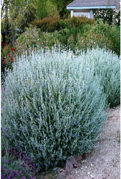 10 Adet Zeytin Çalısı Çit Bitkisi ( Teucrium Fruticans) 40-60 cm