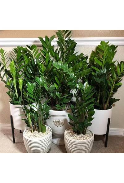 Zeze Çiçeği (Zamia) Hava Temizleyen Bitki +60CM(ÜRETIM Saksılı)
