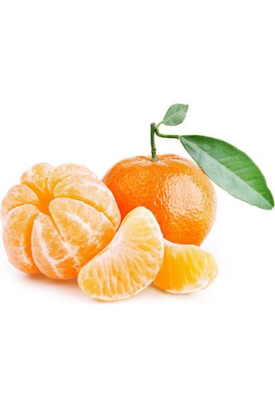 Fidan Sepetim 5 Yaş Aşılı W Murcott Mandalina Fidanı Fidan Sepetim 5 Yaş Aşılı W Murcott Mandalina Fidanı