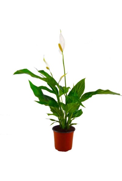 Palmiye Spathiphyllum Barış Çiçeği Saksıda 6,5 cm