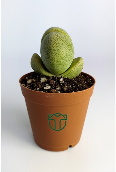 Toptan Kaktüs Pleiospilos Nelii Özel Tür Kaktus Çiçek Açan Kaktüs 5.5 cm Saksıda Toptan Kaktüs Pleiospilos Nelii Özel Tür Kaktus Çiçek Açan Kaktüs 5.5 cm Saksıda