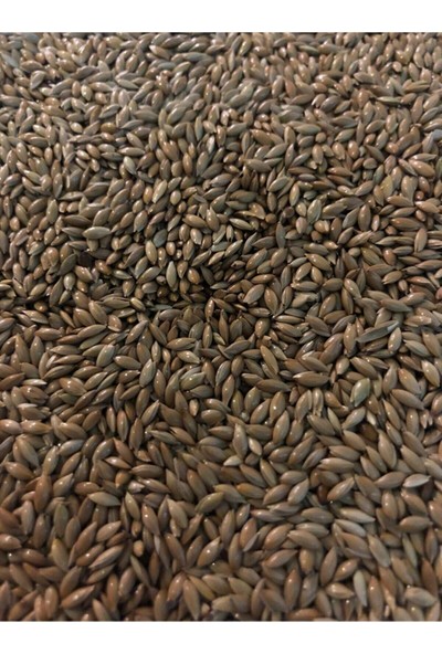 Tayfalab Sade Kanarya Yemi Aspur 500 gr