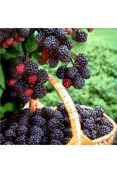 Mevsim Fidancılık Peyzaj Açık Kök Dikensiz Jumbo Böğürtlen Fidanı 1 Yaşında Boy 50-60 cm Den Budaması Yapılıp Gönderilecektir