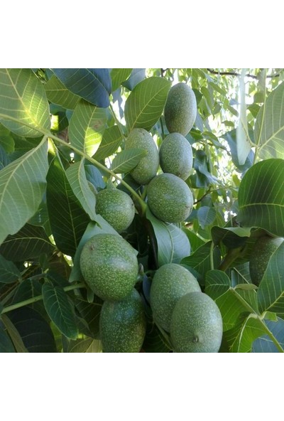 Mevsim Fidancılık Peyzaj Açık Kök Bodur Franquette Ceviz Fidanı 2 Yaşında Boyu 50-60 cm Den Dikime Hazır Şekilde Budaması Yapılıp Gönderilecektir Mevsim Fidancılık Peyzaj Açık Kök Bodur Franquette Ceviz Fidanı 2 Yaşında Boyu 50-60 cm Den Dikime Hazır Şekilde Budaması Yapılıp Gönderilecektir