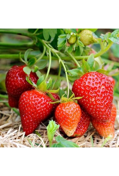 Aktarloji 10 Adet Yediveren Çilek Tohumu