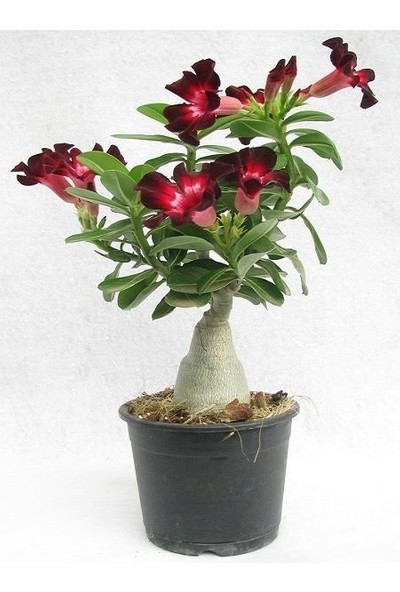 Berke Fidancılık Adenium Çöl Gülü Çiçeği Fidanı