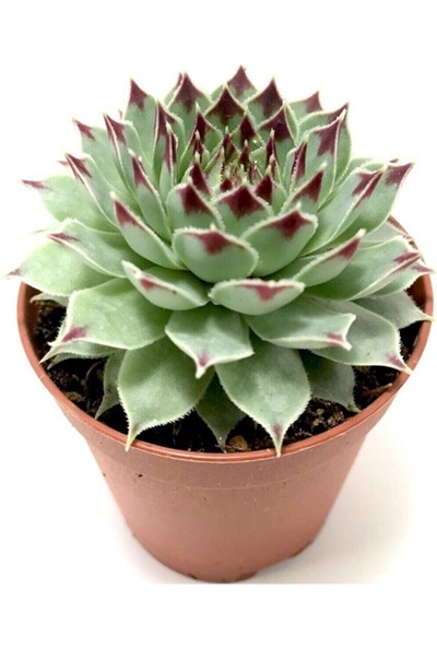 Fintarla Sempervivum Calcareum 5.5 cm Sukulent Fintarla Sempervivum Calcareum 5.5 cm Sukulent