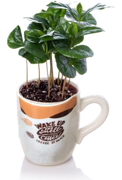 Fintarla Kahve Ağacı Bitkisi Coffee Arabica Plant Fintarla Kahve Ağacı Bitkisi Coffee Arabica Plant