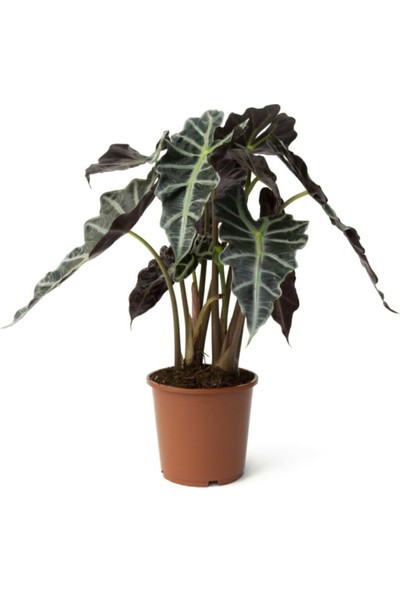 Fintarla Alocasia Amazonica Polly - Ev ve Ofis Bitkisi - Fil Kulağı Fintarla Alocasia Amazonica Polly - Ev ve Ofis Bitkisi - Fil Kulağı