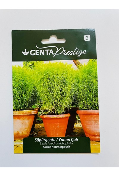 Genta Prestige Süpürgeotu Yanan Çalı Çiçeği Çiçek Tohumu Genta Prestige Süpürgeotu Yanan Çalı Çiçeği Çiçek Tohumu