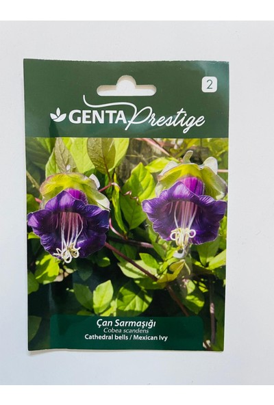 Genta Prestige Çan Sarmaşıgı Çiçeği Çiçek Tohumu