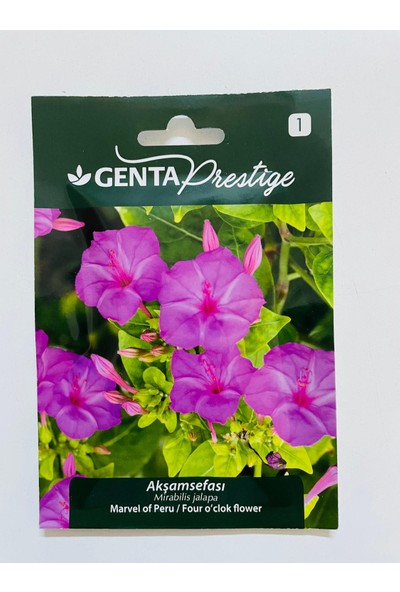 Genta Prestige Akşam Sefası Çeçeği Çiçek Tohumu Genta Prestige Akşam Sefası Çeçeği Çiçek Tohumu