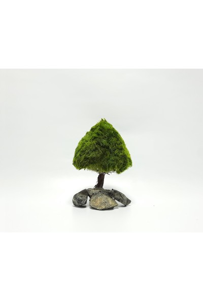 Marimo Scape Çam Ağacı Figürü Moss Sarılı