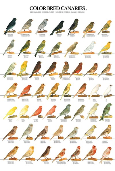 Petdoys Kanarya Renk Tür Posteri