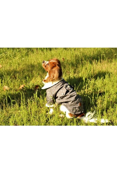 Pawstar Yıldız Gabardin Ceket Kedi Köpek Yelek Kedi Köpek Kıyafeti Xl Pawstar Yıldız Gabardin Ceket Kedi Köpek Yelek Kedi Köpek Kıyafeti Xl