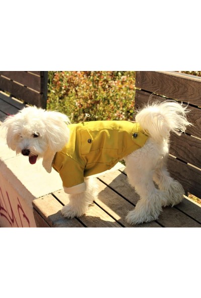 Pawstar Sarı Gabardin Ceket Kedi Köpek Yelek Kedi Köpek Kıyafeti Xxl Pawstar Sarı Gabardin Ceket Kedi Köpek Yelek Kedi Köpek Kıyafeti Xxl