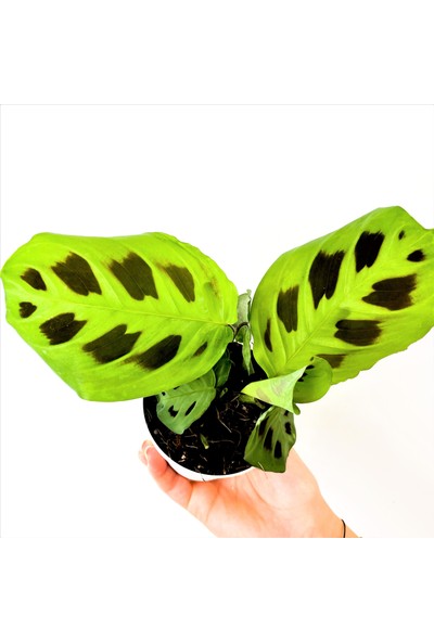 Fidan Burada Baby Maranta Kerchoveana- Dua Çiçeği- 30 cm Fidan Burada Baby Maranta Kerchoveana- Dua Çiçeği- 30 cm