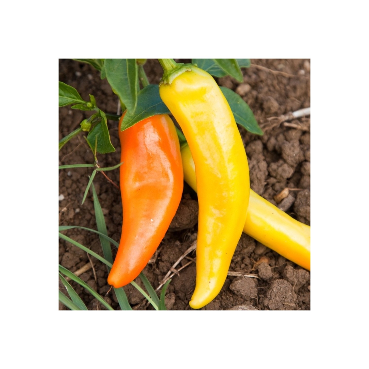 İdea Pazar Doğal Tatlı Kırmızı Macar Biber Tohumu (20 Adet) Fiyatı