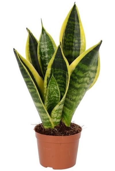 Rosetta Bitki - Paşa Kılıcı Mini 30-40CM Peygamber Kılıcı