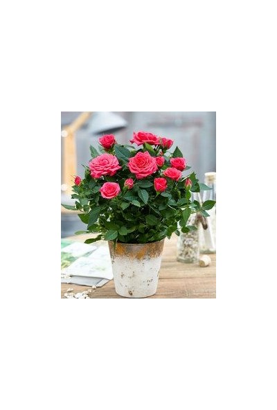 Nandina Botanik Canlı,saksılı Dekoratif Koyu Pembe Bodur Gül (Salon Gülü)-Ev,ofis,iç Mekan