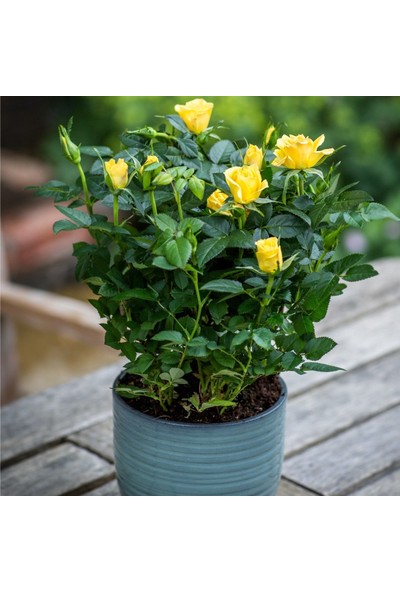 Nandina Botanik Canlı, Saksılı Dekoratif Sarı Bodur Gül (Salon Gülü)-Ev,ofis Iç Mekan