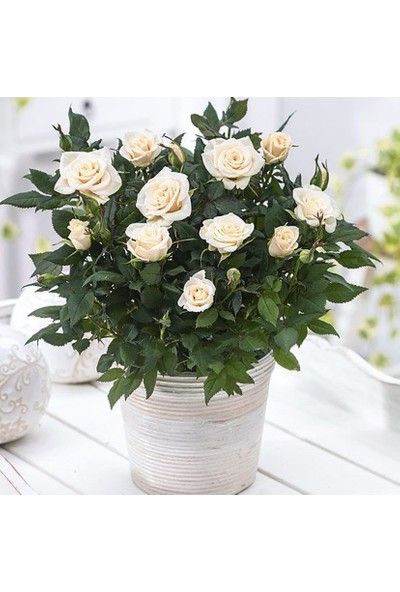 Nandina Botanik Canlı, Saksılı Dekoratif Beyaz Salon Gülü (Bodur Gül)-Ev,ofis Iç Mekan Nandina Botanik Canlı, Saksılı Dekoratif Beyaz Salon Gülü (Bodur Gül)-Ev,ofis Iç Mekan