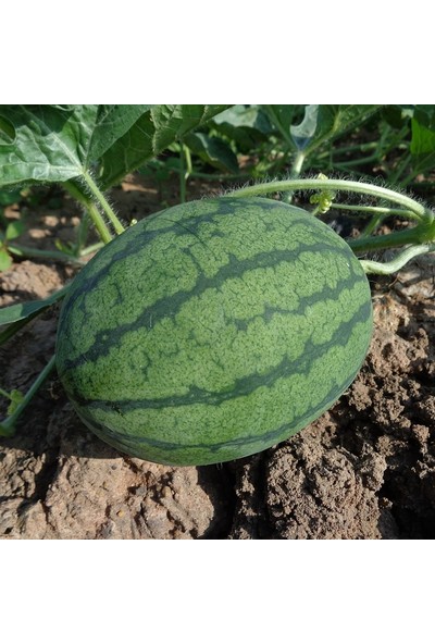 TohumBaba Karpuz Tohumu Yerli Karpuz Pakette 15 Adet Tohum TohumBaba Karpuz Tohumu Yerli Karpuz Pakette 15 Adet Tohum