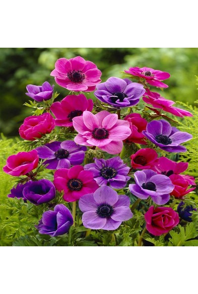İdea Pazar Coronaria St. Brigid Mix Karışık Anemon Çiçeği Soğanı (5 Adet) İdea Pazar Coronaria St. Brigid Mix Karışık Anemon Çiçeği Soğanı (5 Adet)