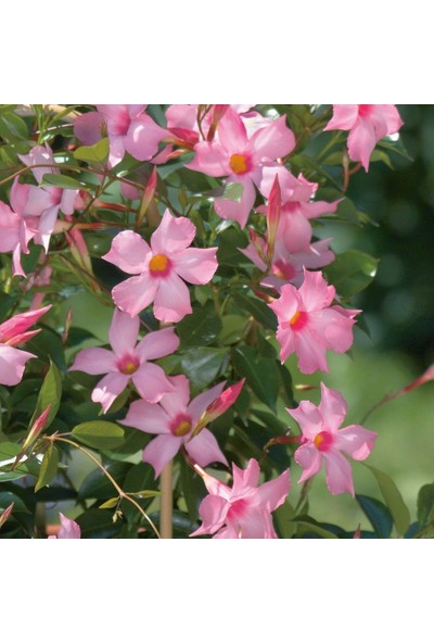 İdea Pazar Tüplü Pembe Renkli Mandevilla Çiçeği Fidanı (20-40 Cm) İdea Pazar Tüplü Pembe Renkli Mandevilla Çiçeği Fidanı (20-40 Cm)